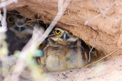 アナホリフクロウとはどんな鳥その名前の通り穴を掘るの Cube ニュース