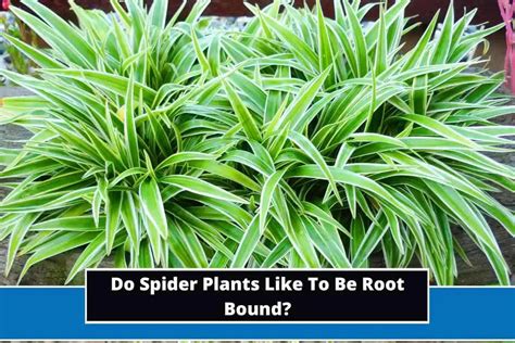 Do Spider Plants Like To Be Root Bound Explained