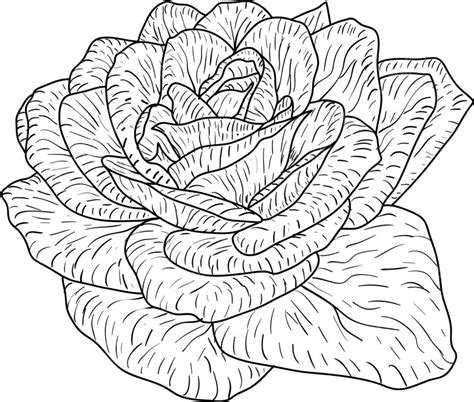Aster Vector Hd Images Beautiful Monochrome Sketch Rose Aster And