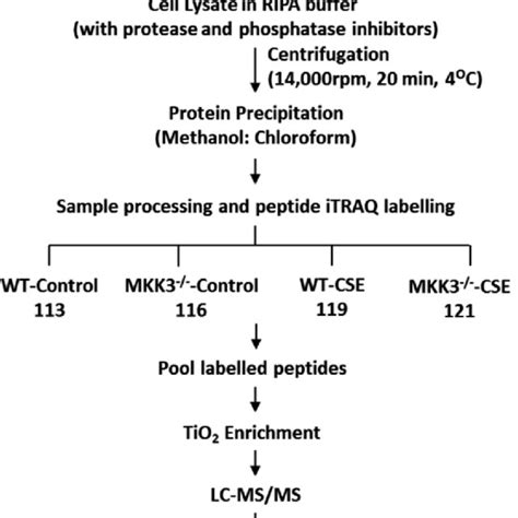The Workflow Scheme Of Itraq S Data Generation Download Scientific