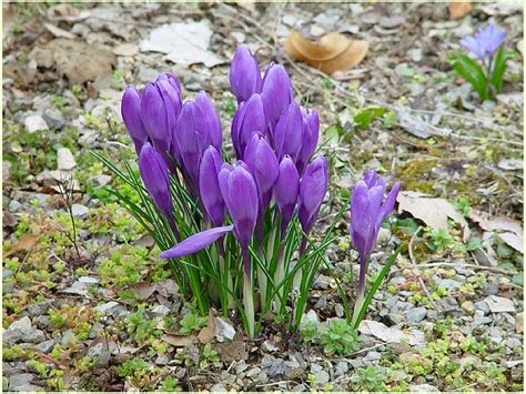 봉긋한 꽃으로 춘심을 자극하는 크로커스 1월 16일의 꽃은 크로커스crocus 꽃말은 믿는 기쁨 청춘의 기쁨이다 이른 송박사의365일꽃이야기