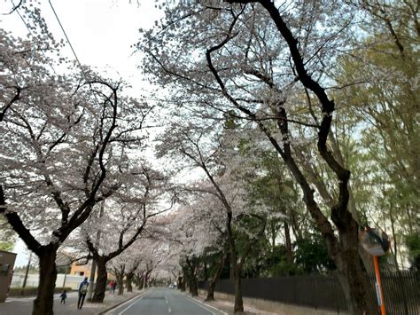 野田市清水公園桜開花予想2019とエントランスリニューアルオープンは3月16日