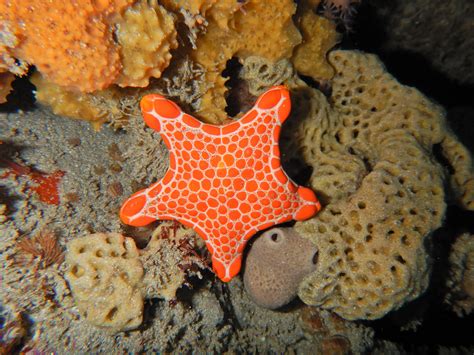 Echinoderms Barwon Bluff