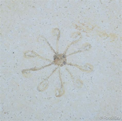 Floating Crinoid Saccocoma From Solnhofen 2212 For Sale