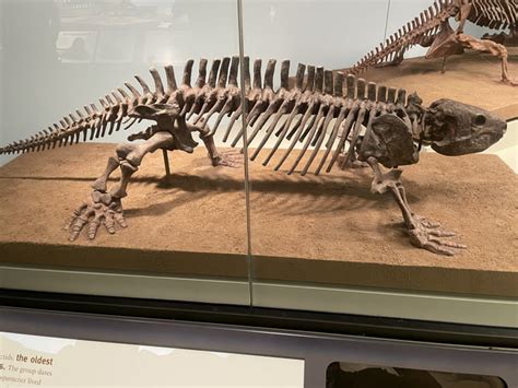 This Tetrapod Is Known As Diasparactus Scientists Believe This Is So