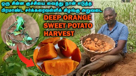 கனவுத் தோட்டம் ஒரு சின்ன குச்சியை வைத்து எடுத்த பிரமாண்ட அறுவடை