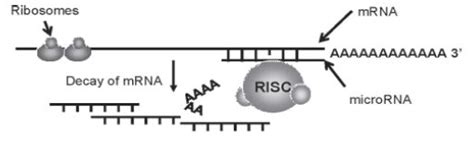 Regulation Of Mirna Biology Ease