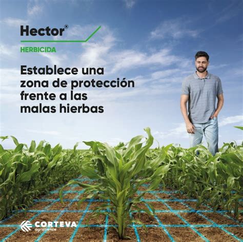 Hector El Nuevo Herbicida De Corteva Agriscience Para Maíz
