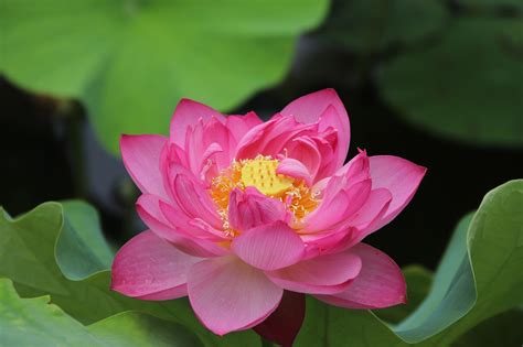 로터스 식물 수련 수생 Pixabay의 무료 사진 로터스 식물 수련 수생 Pixabay의 무료 사진