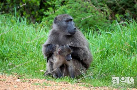 Baerenpavian Mit Jungtier Kaphalbinsel Western Cape Suedafrika