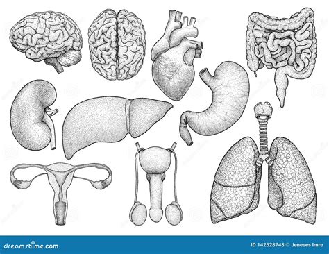 Ilustração Da Coleção Dos órgãos Humanos Desenho Gravura Tinta