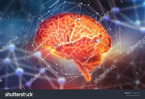 Human Brain Neural Networks Artificial Intelligence Stock Illustration 1114961711 Shutterstock