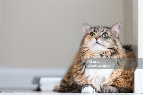 옥 양 목 메인 Coon 고양이 얼굴 근접 촬영 욕실 코너 룸 무서 워 재미 있는 유머를 올려 누워 집에서 애완고양이에 대한