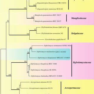 Maximum Likelihood Phylogenetic Tree By RAxML GTR G Model Based On
