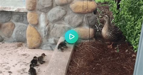 The Little Duckling That Could Album On Imgur