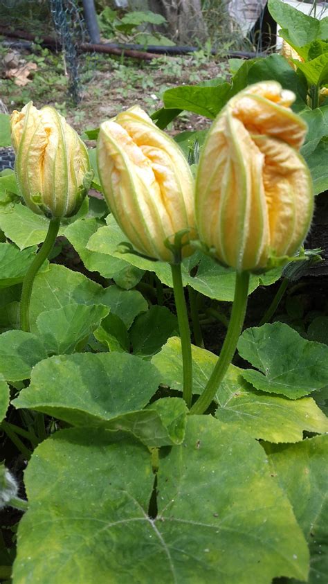 식물 호박 식물 생물종 Bric