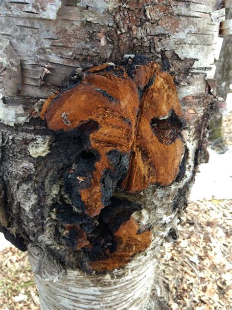 Chaga Tincture Inonotus Obliquus Double Extract 4 Immunity Etsy