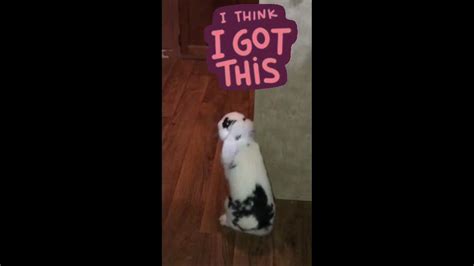 Adventures Of Obie Bun Kenobi” Youtube
