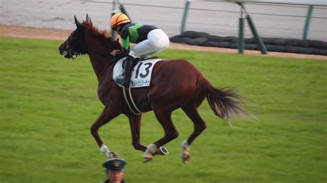 【ベルウェザー：6戦目】2年目も「俺の愛馬が！」を現実にしてみた【一口馬主】 Dlチャンネル みんなで作る二次元情報サイト！