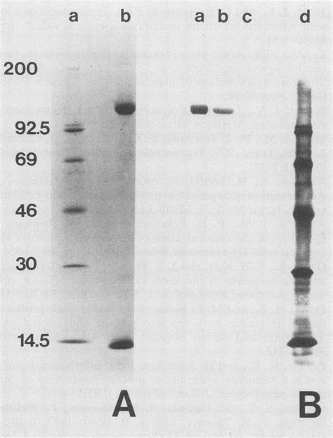 Identification Of The Purified Acute Phase Reactant As Haptoglobin A