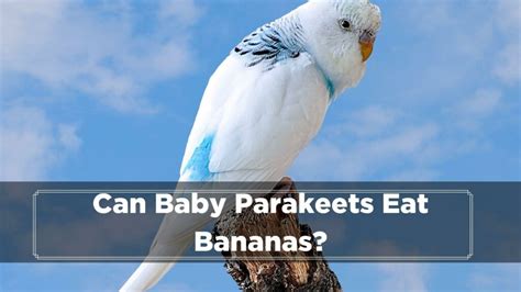 Can Parakeets Eat Bananas Its Peel Chips Or Peppers Birds News