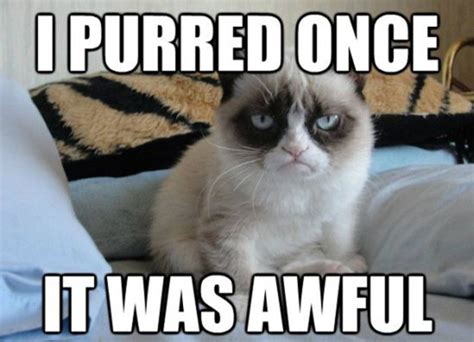 The 50 Funniest Grumpy Cat Memes Funny Grumpy Cat Memes Grumpy Cat