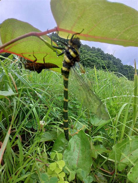 オニヤンマの羽化 白神山地の宿 熊の湯温泉