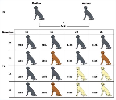 Mendelian Speciation Part 2