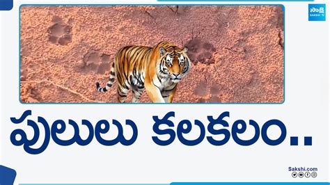 Tiger Hulchul In Bhogapuram Vizianagaram District Sakshitv Youtube