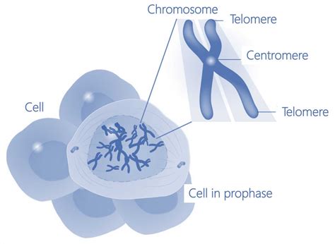 Htert Based Cancer Vaccine Creative Biolabs