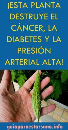 Plantas Que Curan Y Sanan La Diabetes Como Curar La Diabetes Tipo 2