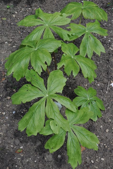 Podophyllum Peltatum