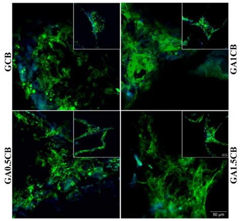 Cell Adhesion Assay Performed After 48 H Of Mc3t3 E1 Cell Culture In