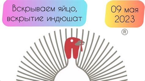 Вскрытие яйца, индюшат! Индюк БИГ6 Германия ☝️😊 - YouTube