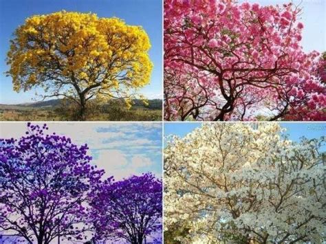 Lapachos tajy Paraguay Кустарники Природа Дерево