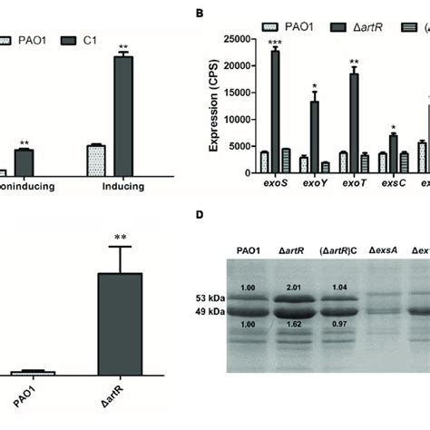 Expression Of Vfr And Rsma In Pao1 And Artr A The Expression Of