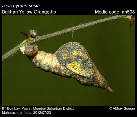 Ixias Pyrene Butterfly