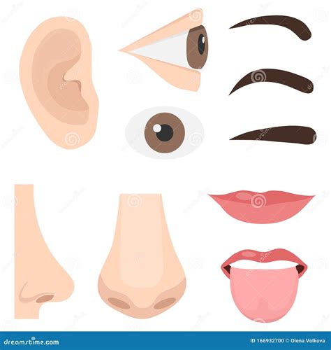 Ilustración De Diferentes Partes De La Cara Partes De Cara Humana