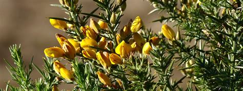 Gorse Ulex Europaeus Greenway Weed Solutions