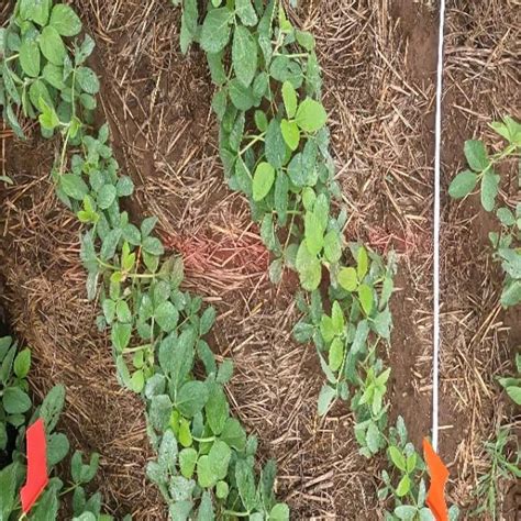 Soybean Weeds Instance Segmentation Dataset By Asfe