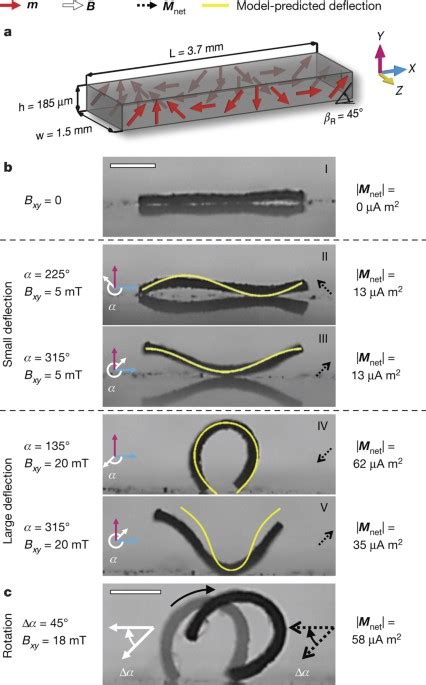 Small Scale Soft Bodied Robot With Multimodal Locomotion Nature