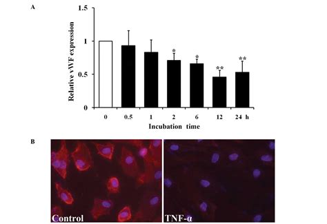 Plasma Von Willebrand Factor Level Is Transiently Elevated In A Rat