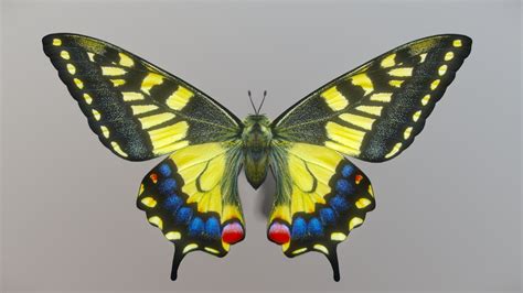 Butterfly Yellow Buy Royalty Free 3d Model By 3dee Mellydeeis