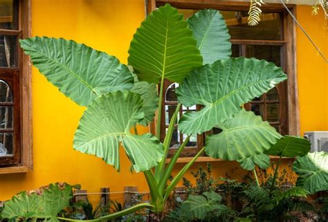 Which Way Do You Plant Elephant Ear Bulbs A Quick Guide Foliage