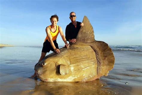 Mola Mola Size