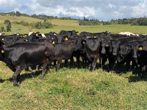 60 Angus Holstein Mixed Sex Prophurst Pty Ltd