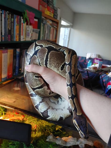 Said Goodbye To Monty Yesterday Rballpython