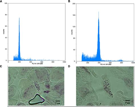 Frontiers Synthetic Polyploid Induction Influences Morphological