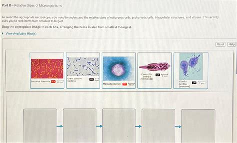 Solved Part B ﻿relative Sizes Of Microorganismsto Select