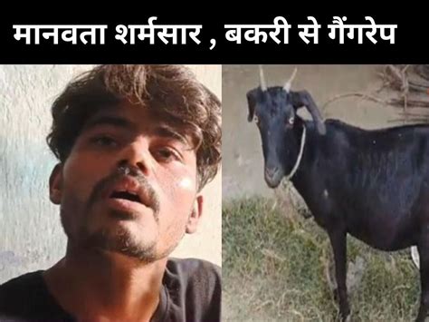 हैवानियत की हदें पार जब इंसान बना दरिंदा गर्भवती बकरी के साथ गैंग रेप
